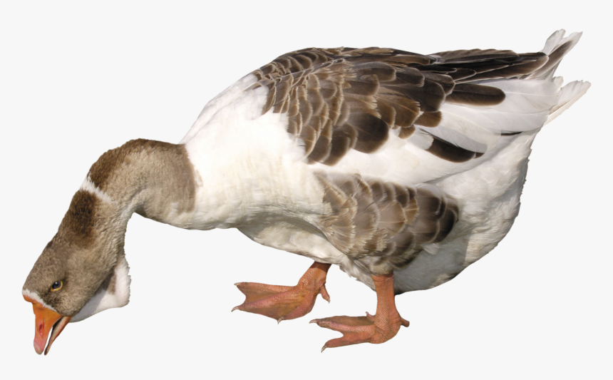 Goose Png Image - Transparent Background Fat Goose Png, Png Download ...