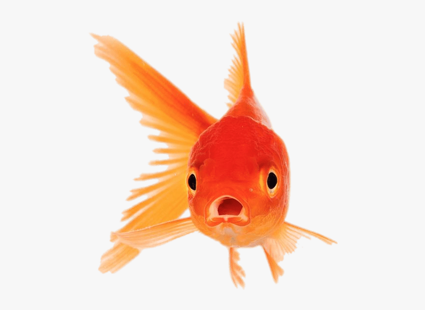 Goldfish Front View - Goldfish With Mouth Open, HD Png Download ...