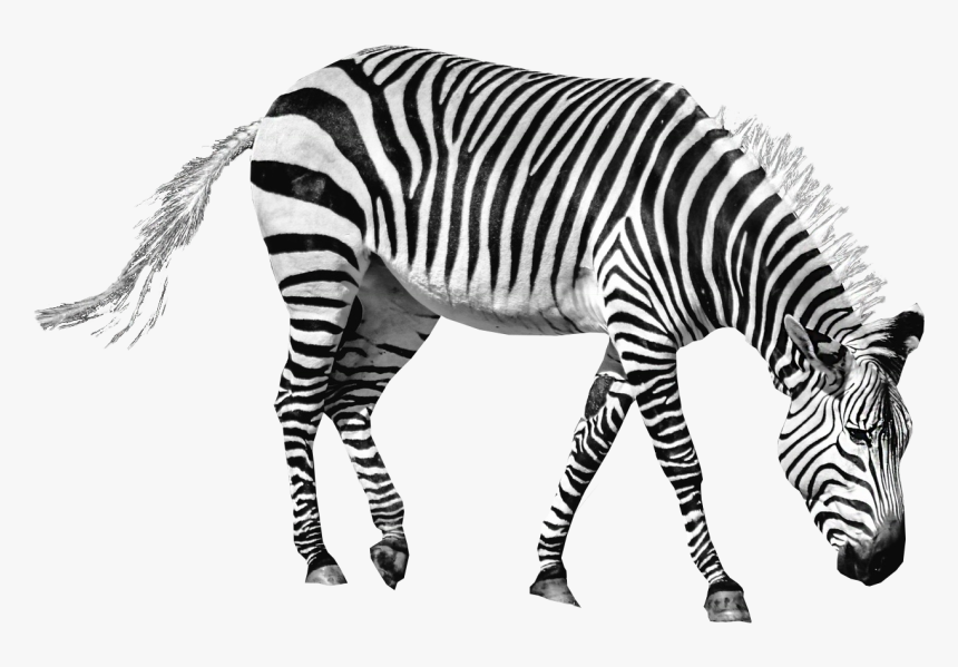 Zebra Transparent, HD Png Download , Transparent Png Image - PNGitem