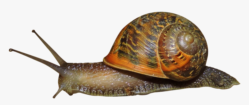 Snails Png -, Transparent Png , Transparent Png Image - PNGitem