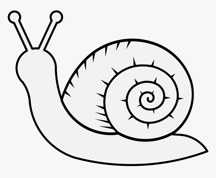 Snail Drawing, HD Png Download , Transparent Png Image - PNGitem