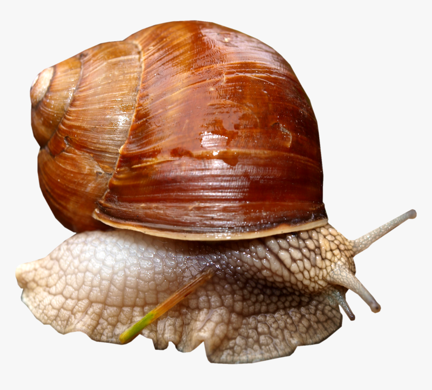 Snail Png, Transparent Png , Transparent Png Image - PNGitem