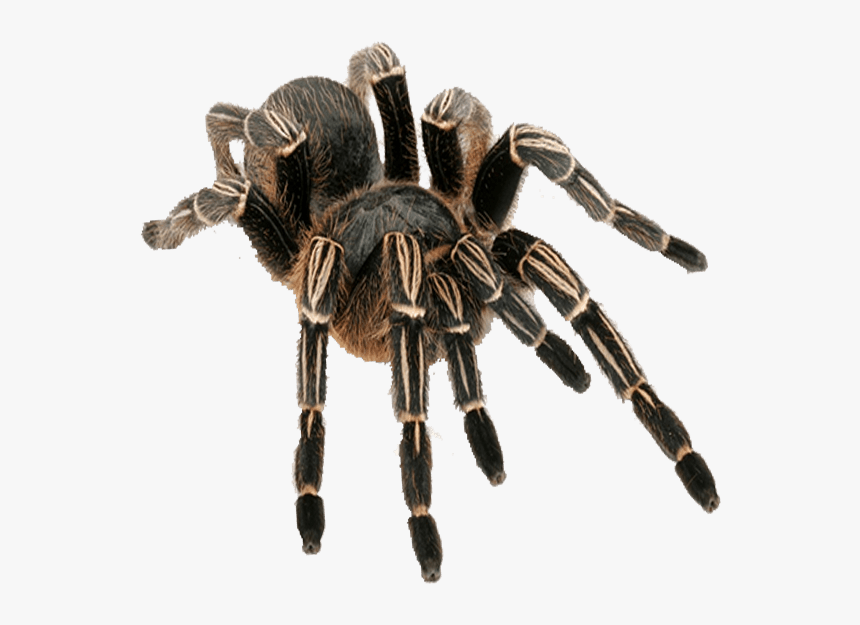 Zebra Tarantula Transparent Background Spider - Tarantula Zebra, HD Png ...