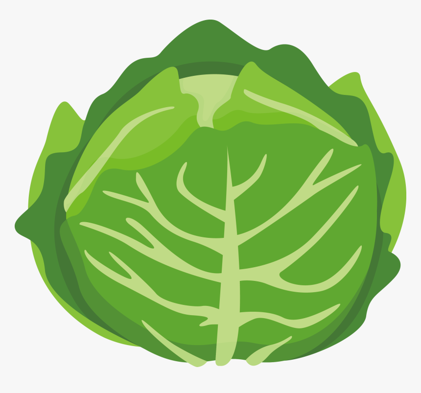 Transparent Asian Fan Clipart - Cabbage Cartoon Png, Png Download ...