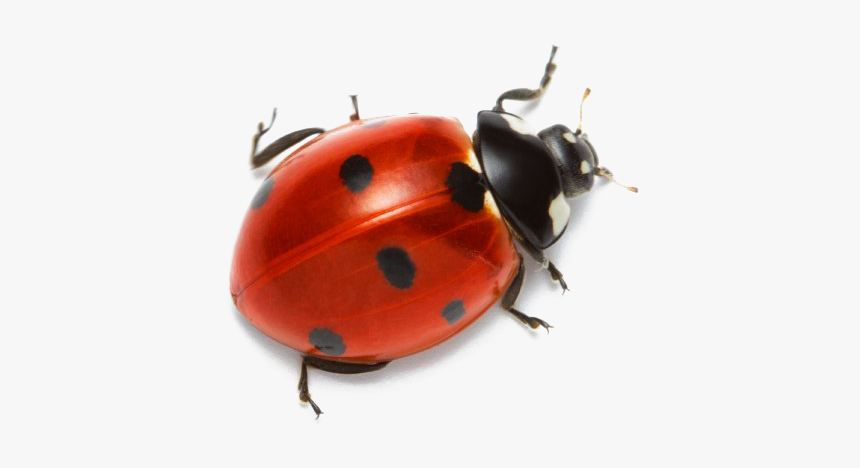 Real Ladybug Transparent Background, HD Png Download , Transparent Png ...