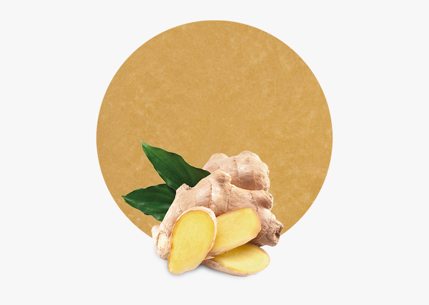 Ginger Vector, HD Png Download , Transparent Png Image - PNGitem