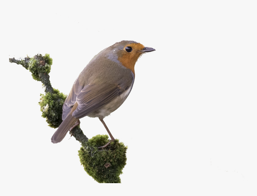 Robin Png Free Images - European Robin, Transparent Png , Transparent ...