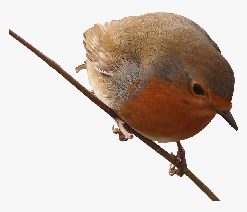 Robin Png Free Background - European Robin, Transparent Png ...