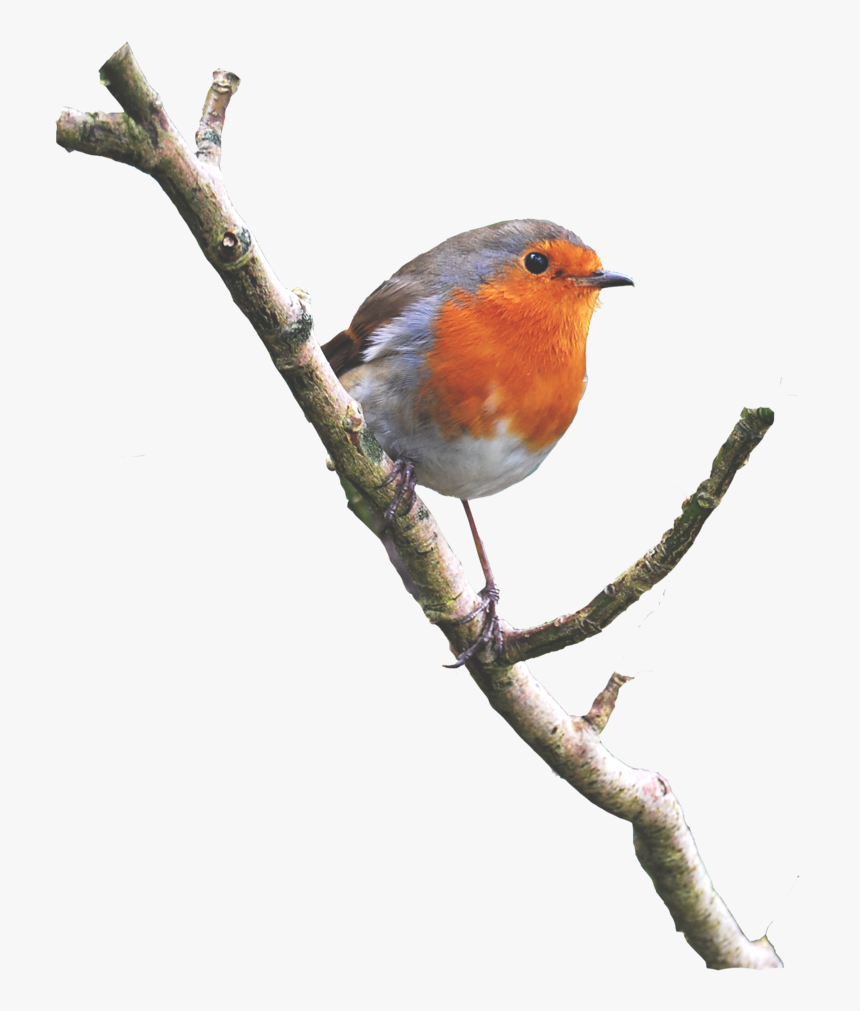 Bird Branch Png
