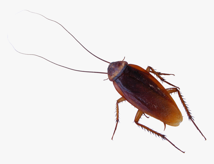 Roach Png - Cockroach Png, Transparent Png , Transparent Png Image ...