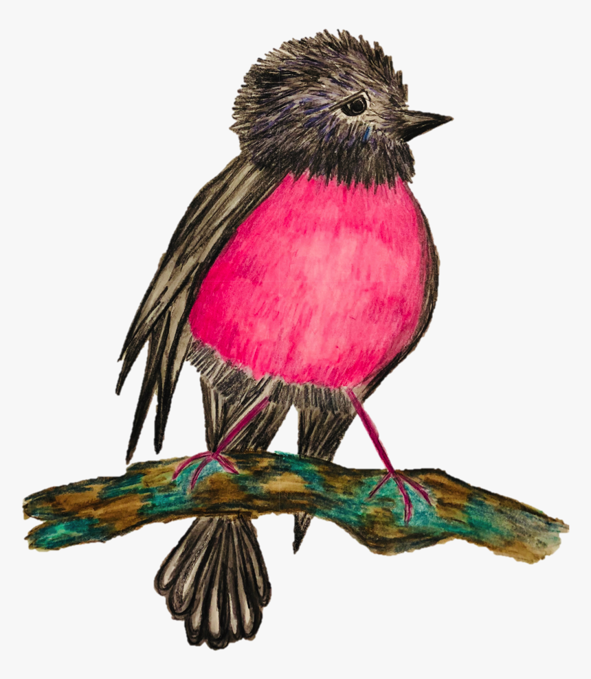 Dandelion Pink Robin Hand Drawn By Ashleigh Cotterill - American ...