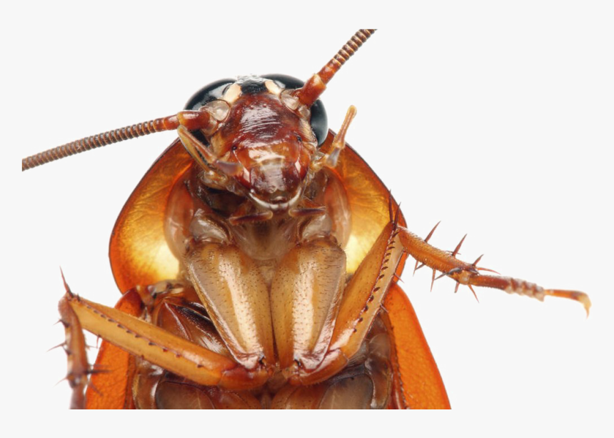 Cockroach Png Transparent Images - Cockroach Head Close Up, Png ...