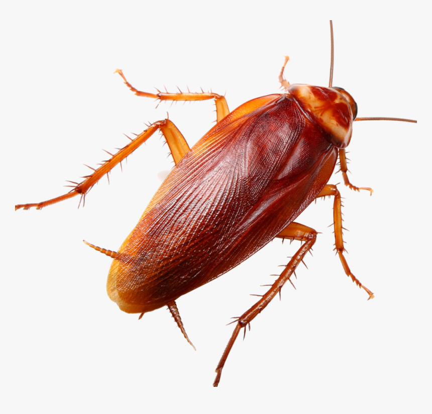 Ground Beetle - Cockroach Hd, HD Png Download , Transparent Png Image ...