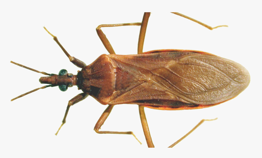 Cockroach - Bugs In Ontario That Look Like The Kissing Bug, HD Png ...