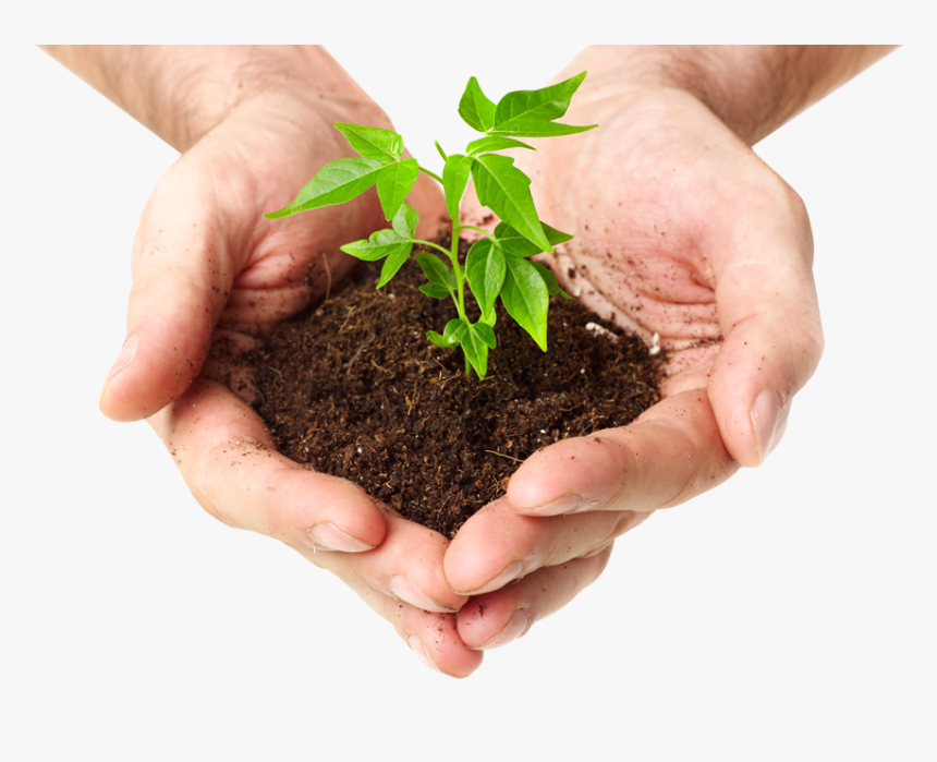 Tree In Hand Png, Transparent Png , Transparent Png Image - PNGitem