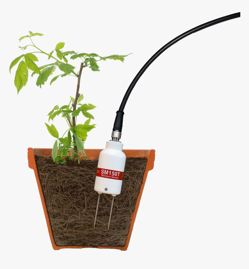 Sm150t Soil Moisture Sensor In Raspberry Plant Pot - Soil Moisture ...
