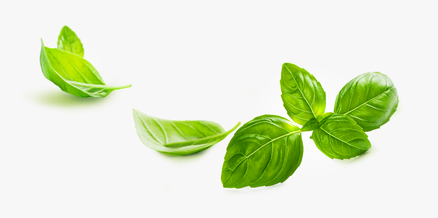 Basil Png, Transparent Png , Transparent Png Image - PNGitem