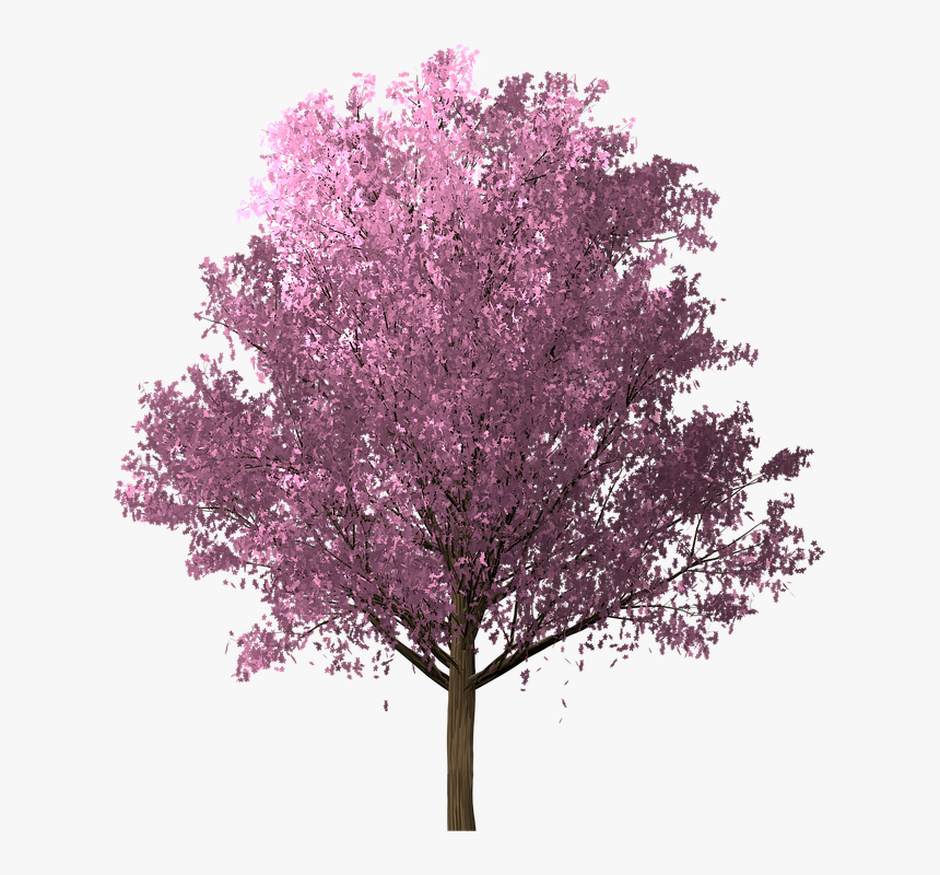 Spring Tree Png
