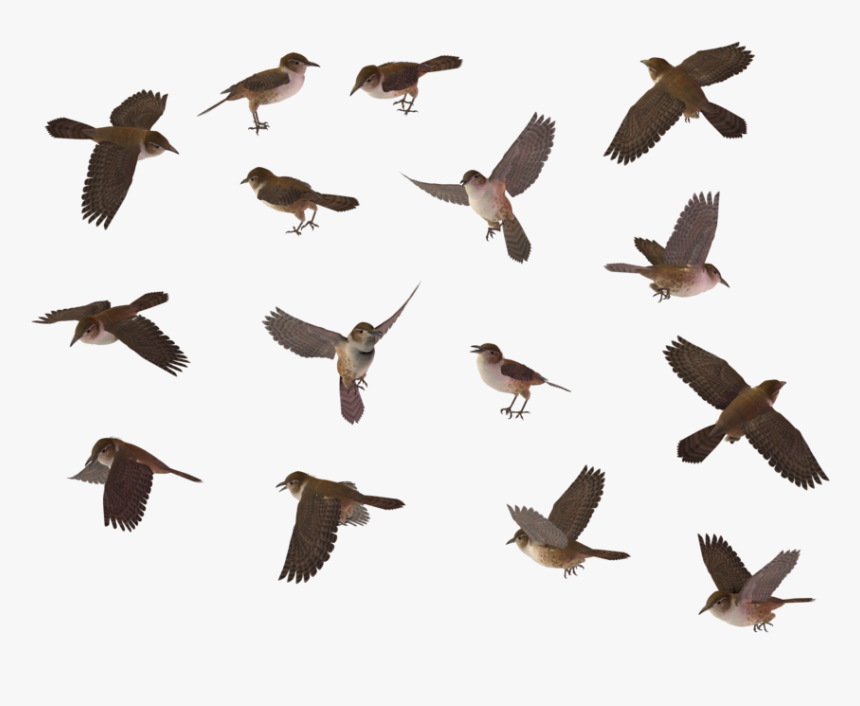 Wren - Bird Top View Png, Transparent Png , Transparent Png Image - PNGitem