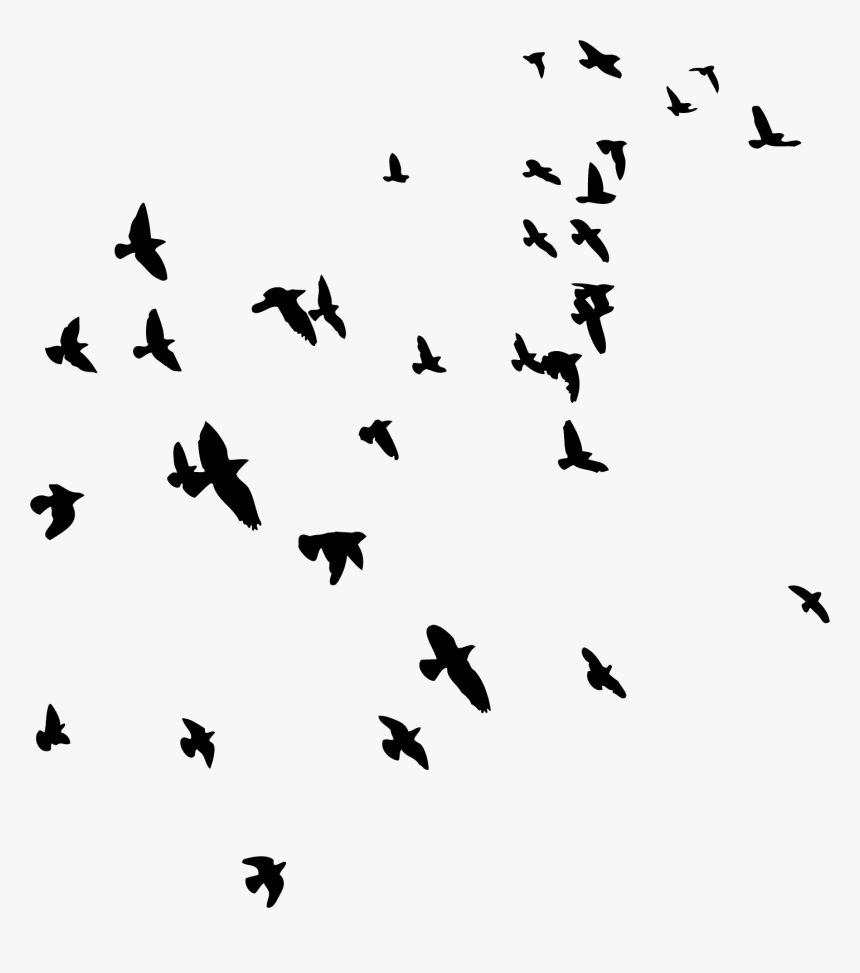 Flock, HD Png Download , Transparent Png Image - PNGitem