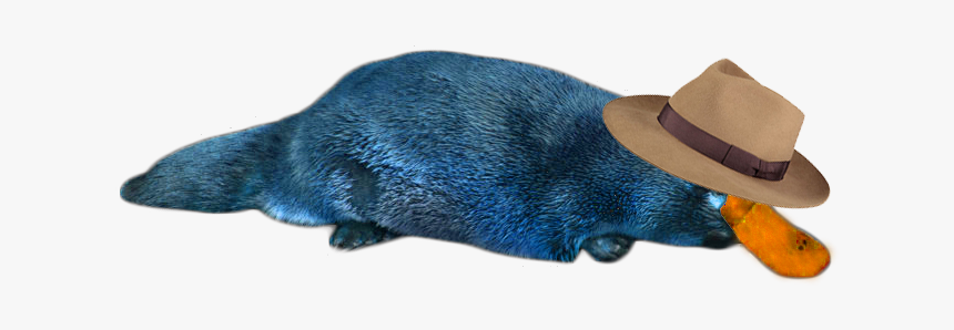 Perry The Platypus In Reallife Png Image - Perry The Platypus Png ...