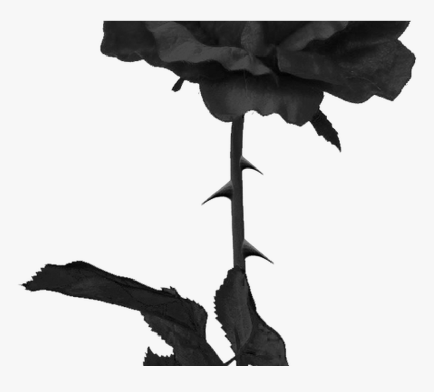 Black Rose Transparent Tumblr