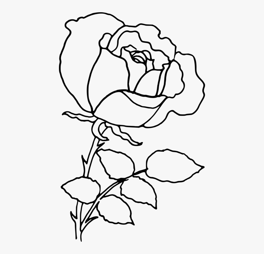 Art,symmetry,monochrome Photography - Rose Outline Transparent, HD Png ...