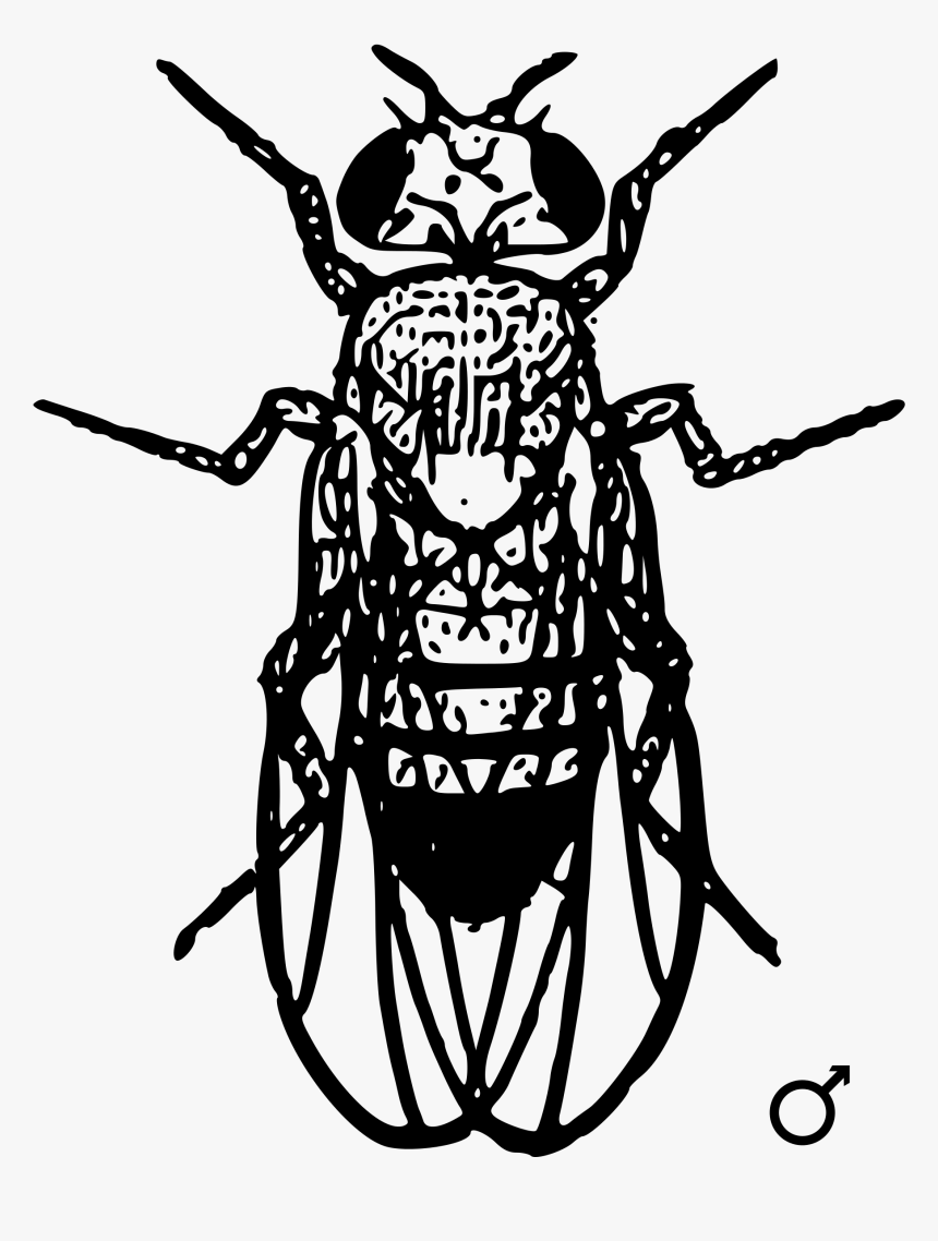 Locus Sniper Png , Png Download - Bobbed Gene In Drosophila ...