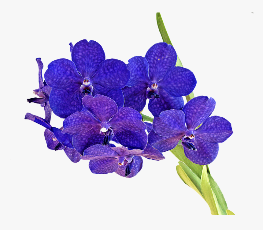 Flower Bokeh Png Orkit, Transparent Png , Transparent Png Image - PNGitem