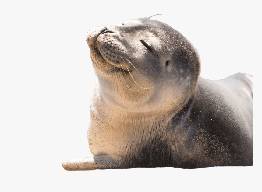 Transparent Seal Animal