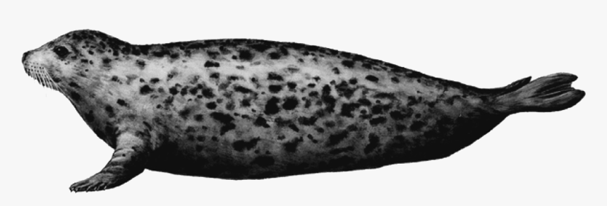 Harbor Seal Png - What's The Difference Between A Seal, Transparent Png ...