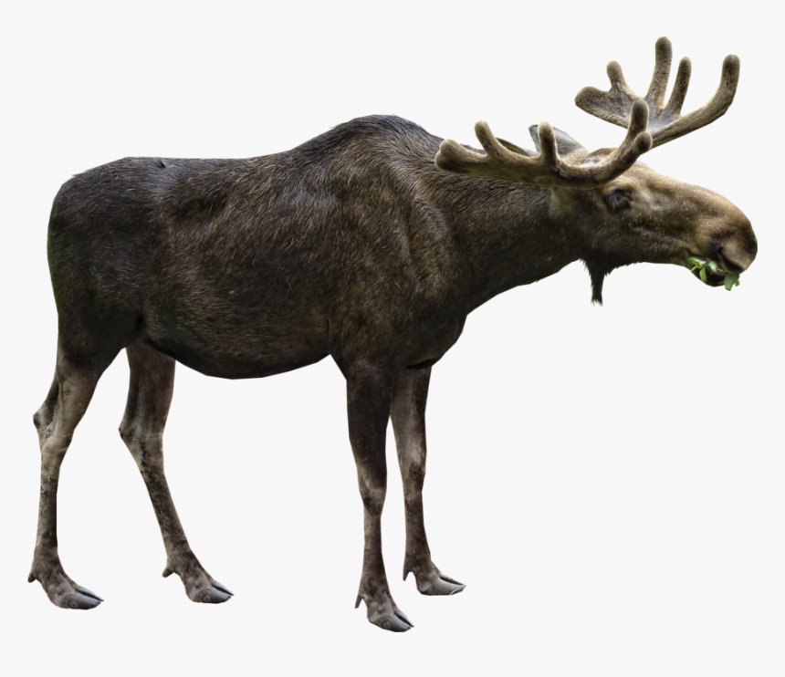 Moose Png Free Image Download - Moose Png, Transparent Png ...