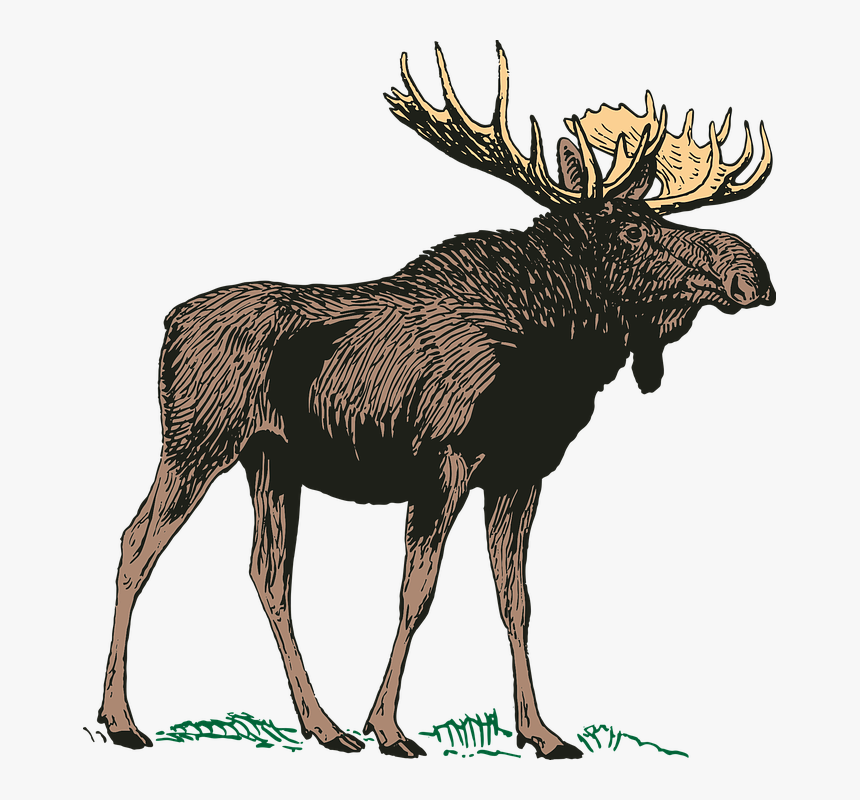 Moose Png Background - Moose Png Transparent Background, Png Download ...