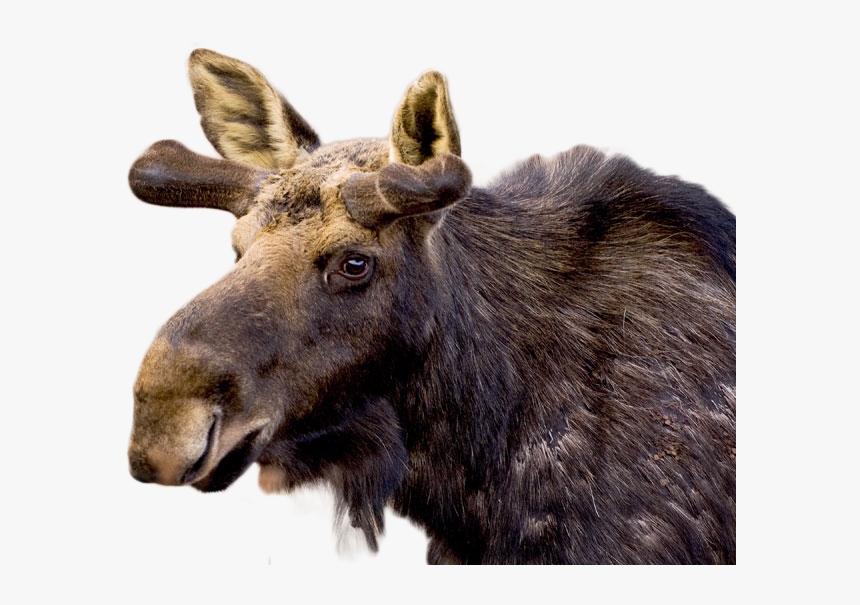 Moose Png Image - Reindeer, Transparent Png , Transparent Png Image ...