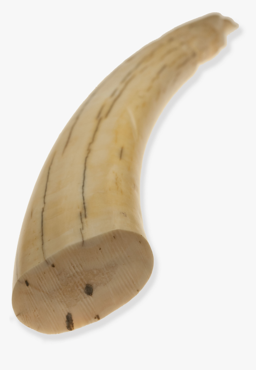 Horn,wood,ivory - Walrus Tusk Png, Transparent Png , Transparent Png ...