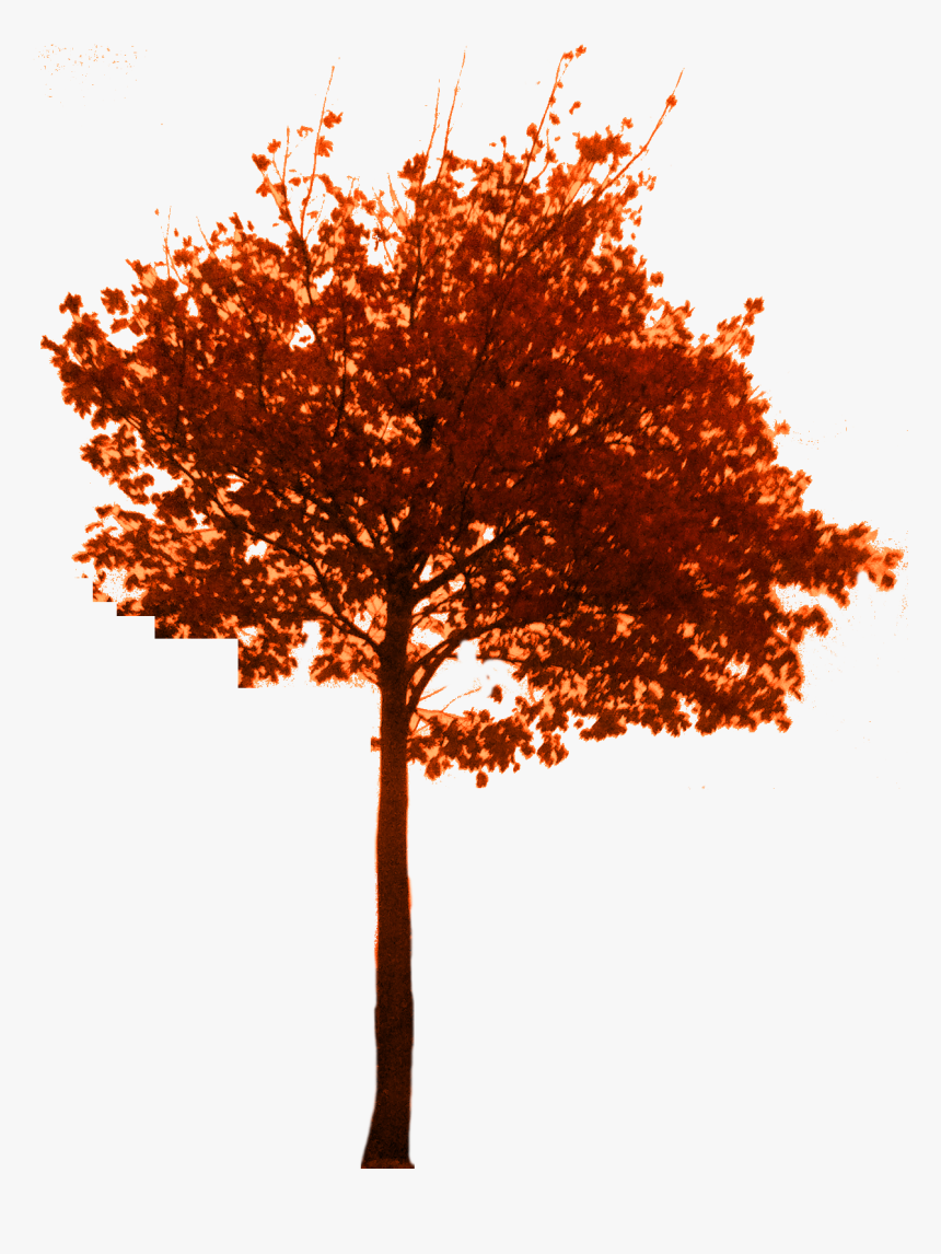 Fall Tree Png Download - Tree Autumn Branch Png, Transparent Png ...