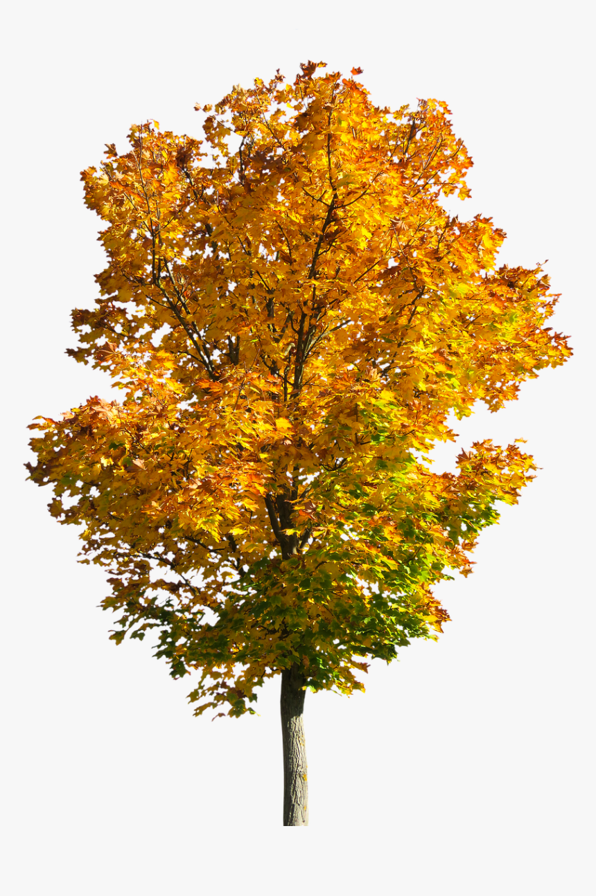 Nature Tree Autumn Free Picture - Fall Tree Transparent Background, HD ...