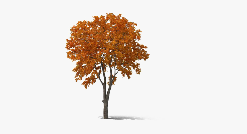 Fall Tree Png Transparent - Transparent Fall Tree Png, Png Download ...