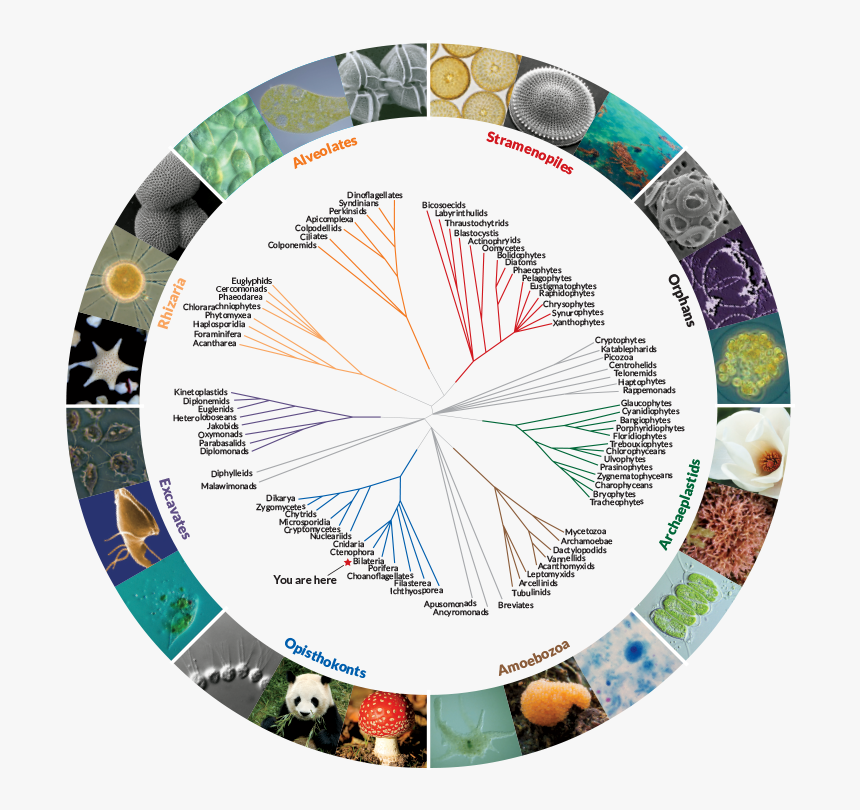 Kingdoms Tree - Tree Of Life Eucaryote, HD Png Download , Transparent ...