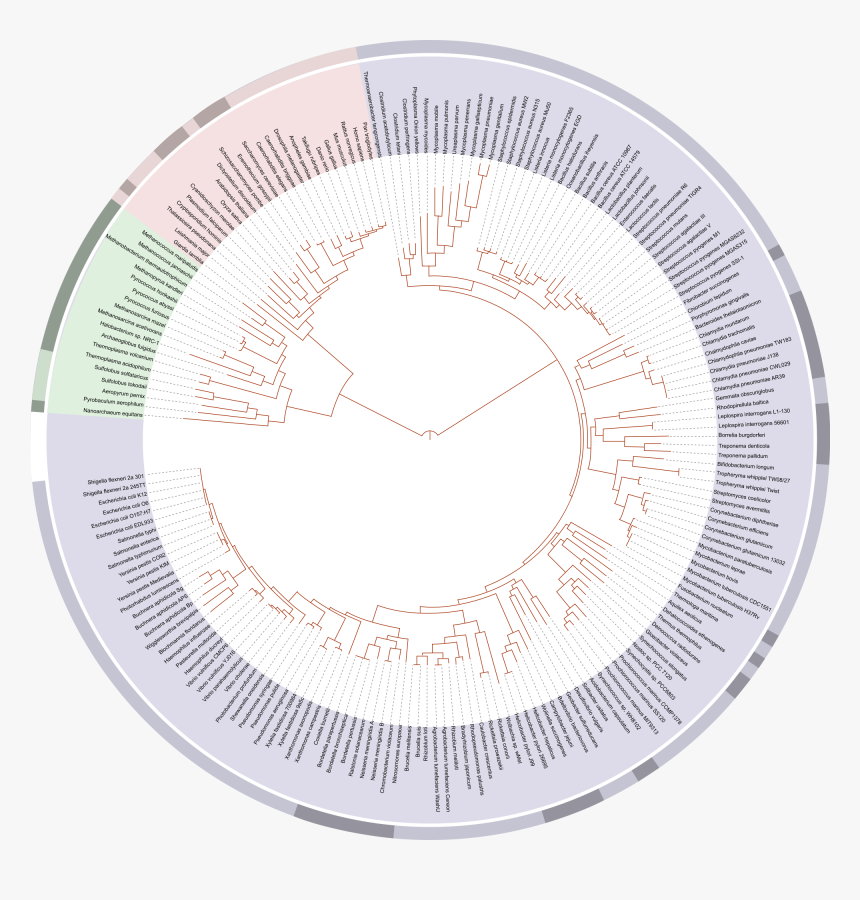 Tree Of Life - Last Universal Common Ancestor Chart, HD Png Download ...