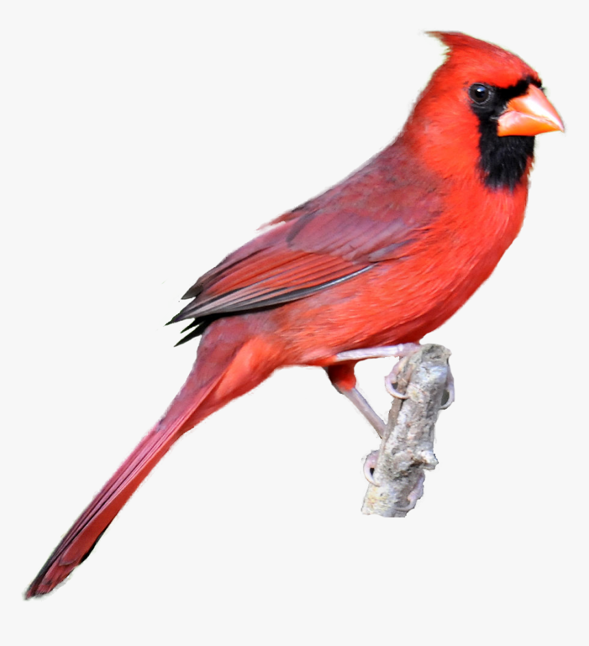Red Cardinal Kid Png Image Clipart - Red Cardinal No Background ...