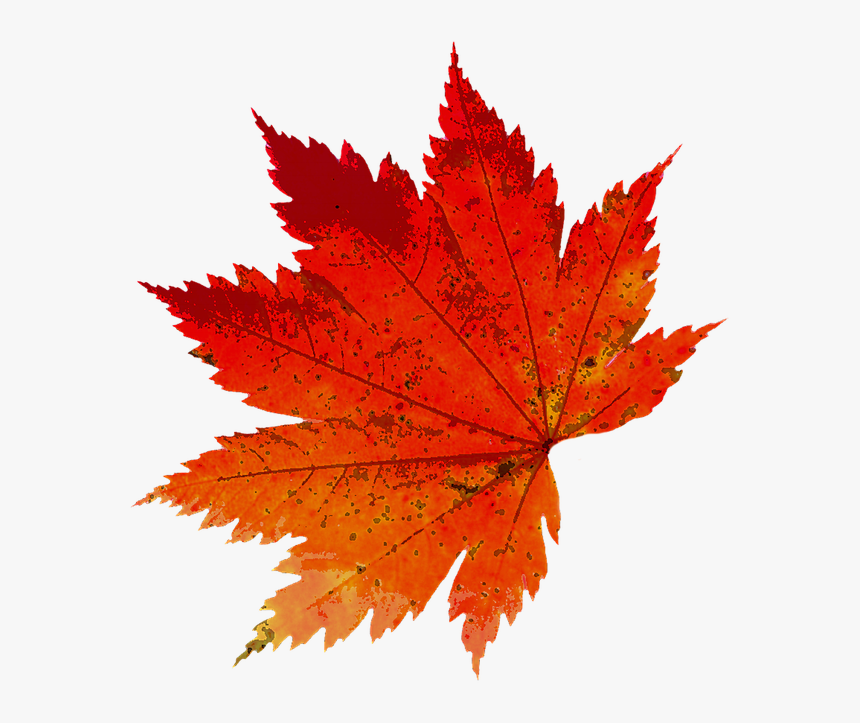 Autumn, Leaves, Color, Nature, Golden Autumn, Leaf - Maple Leaf, HD Png ...