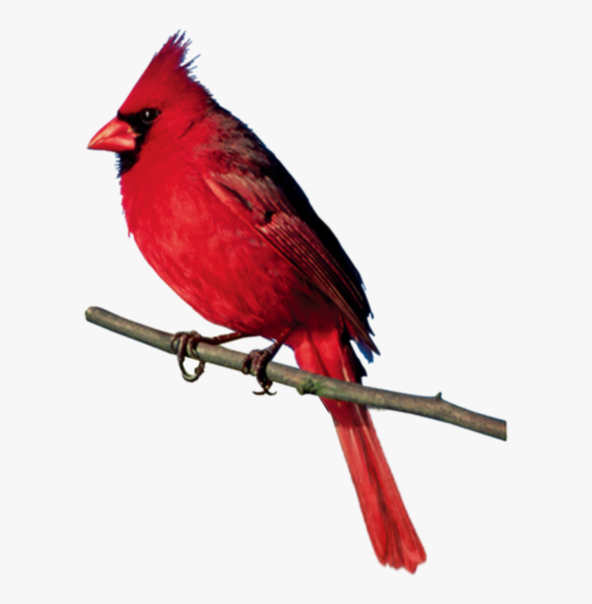 Birds, HD Png Download , Transparent Png Image - PNGitem