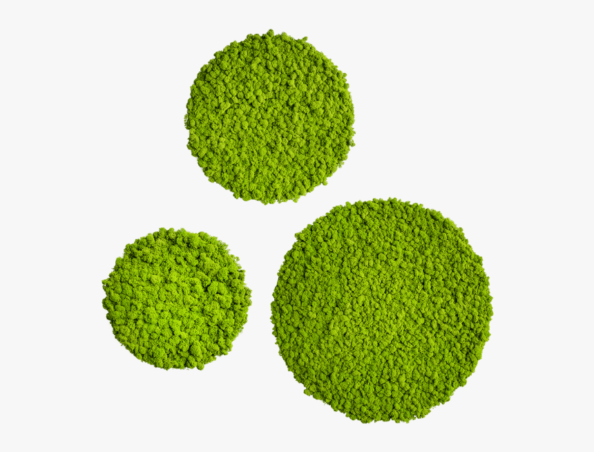 Transparent Moss Png - Moss Transparent, Png Download , Transparent Png ...