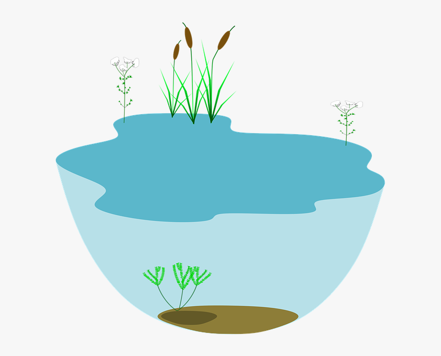 Lake, Ecosystem, Ecosystems Water Water, HD Png Download , Transparent ...
