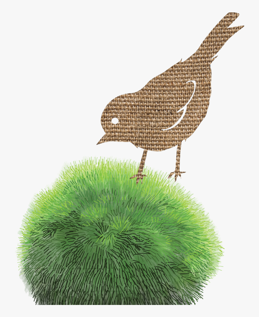 Wood Thrush, HD Png Download , Transparent Png Image - PNGitem