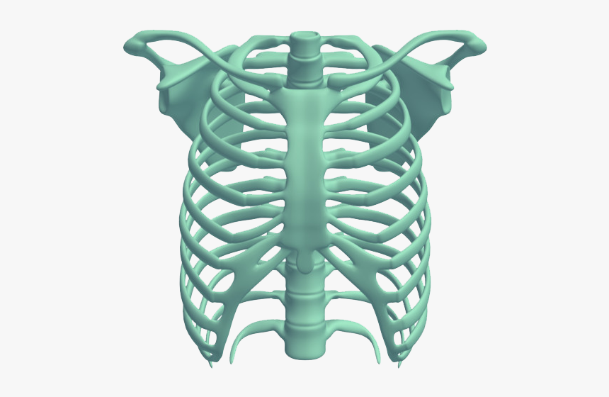 Download Rib Cage - Rib Cage Free, HD Png Download , Transparent Png ...