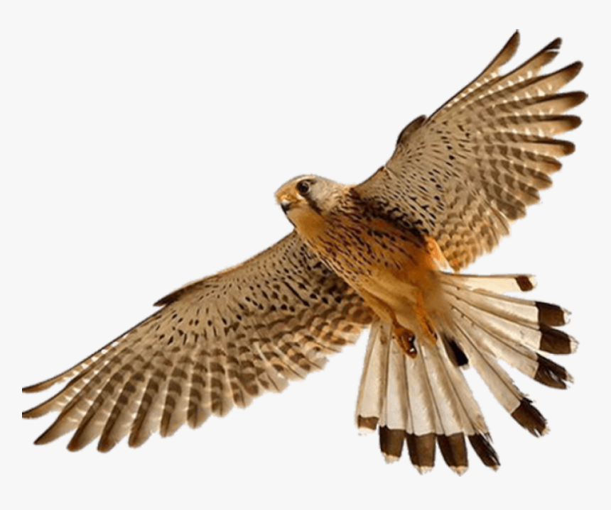Download Free Falcon Birds Png Transparent Images Transparent - Falcon ...