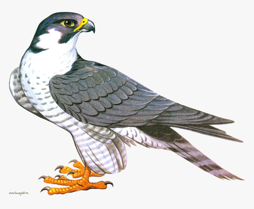 Falcon Png - Clip Art Falcon Png, Transparent Png , Transparent Png ...