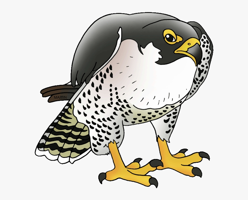 Atlanta Falcons Clipart Falcon Transparent Png - Transparent Peregrine ...